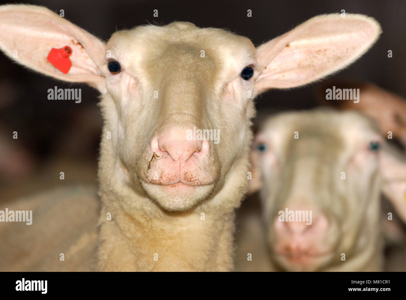 Ostfriesen breed 14 Stock Photo - Alamy