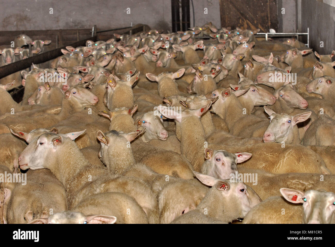 Ostfriesen breed hi-res stock photography and images - Alamy