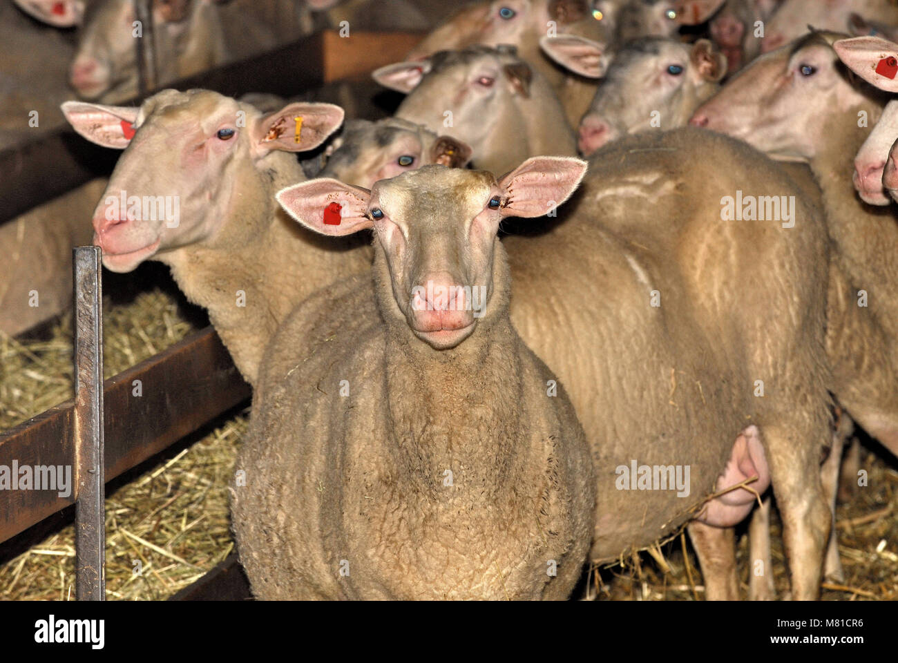 Ostfriesen breed hi-res stock photography and images - Alamy