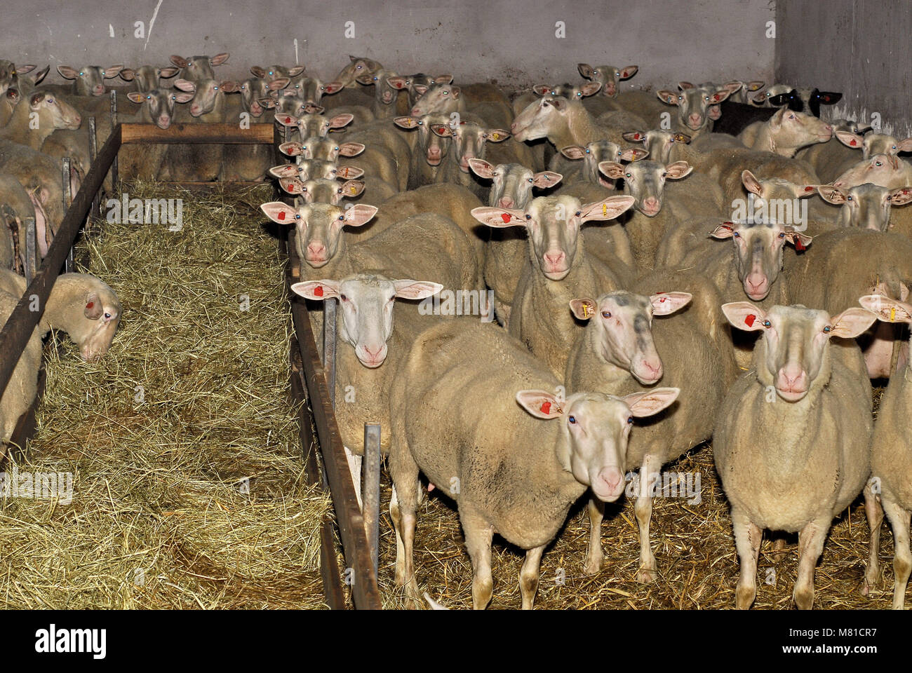Ostfriesen breed hi-res stock photography and images - Alamy