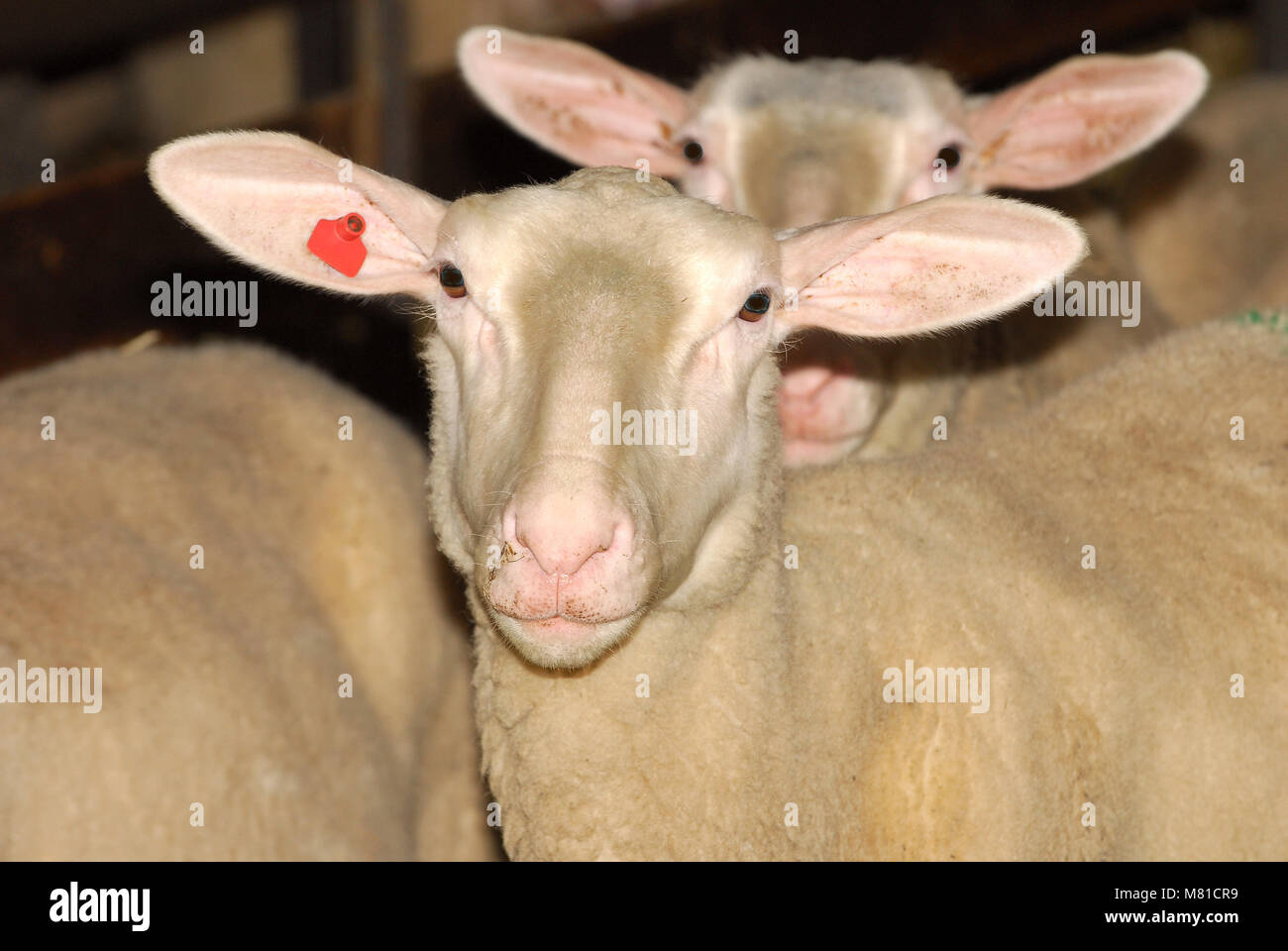 Ostfriesen breed hi-res stock photography and images - Alamy