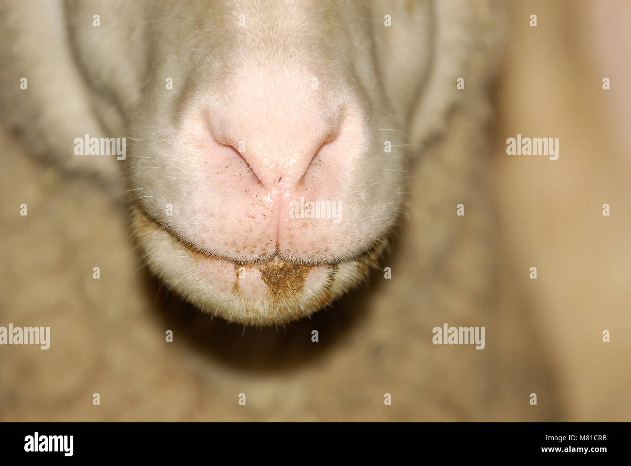 Ostfriesen hi-res stock photography and images - Alamy