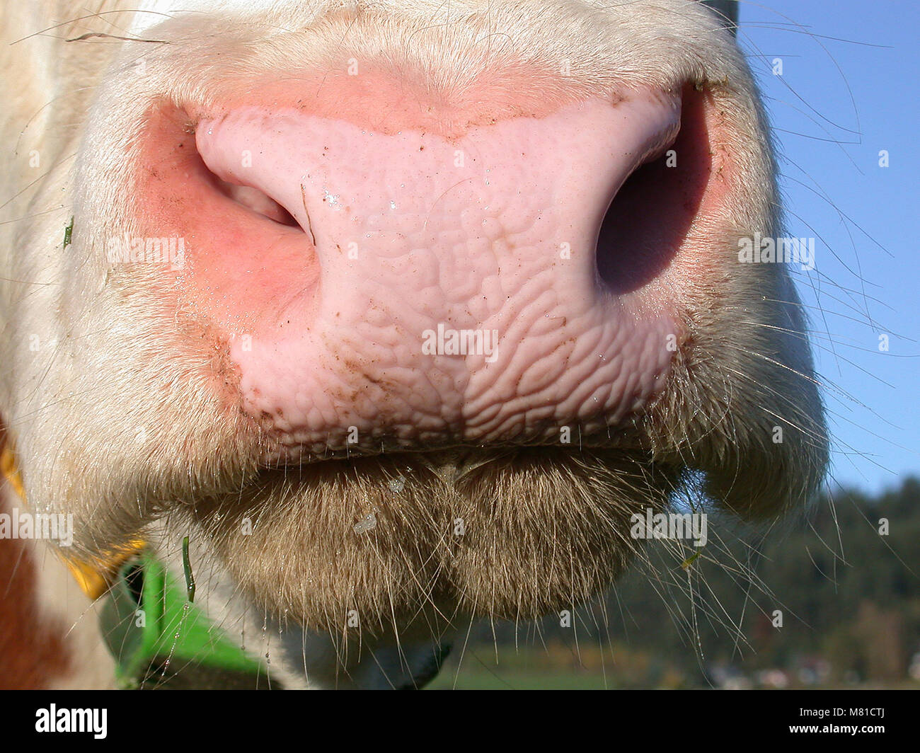 Horned ruminants hi-res stock photography and images - Alamy