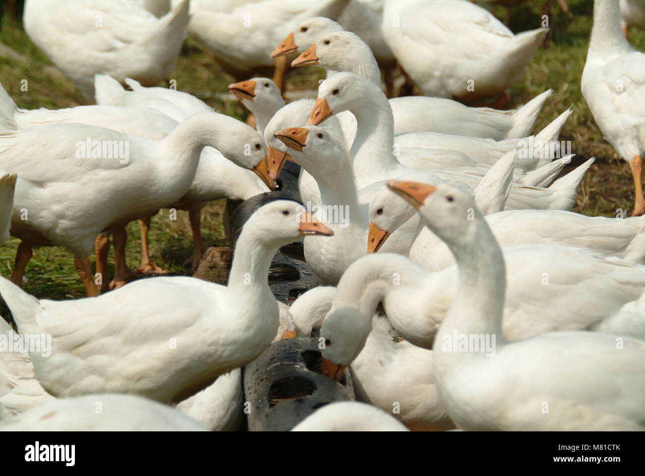Pasture goose 1 Stock Photo - Alamy