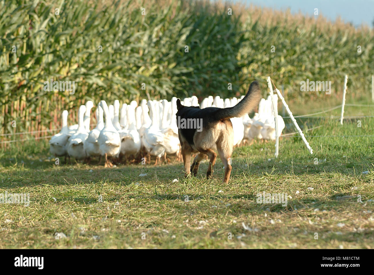 Goose herding hi-res stock photography and images - Alamy