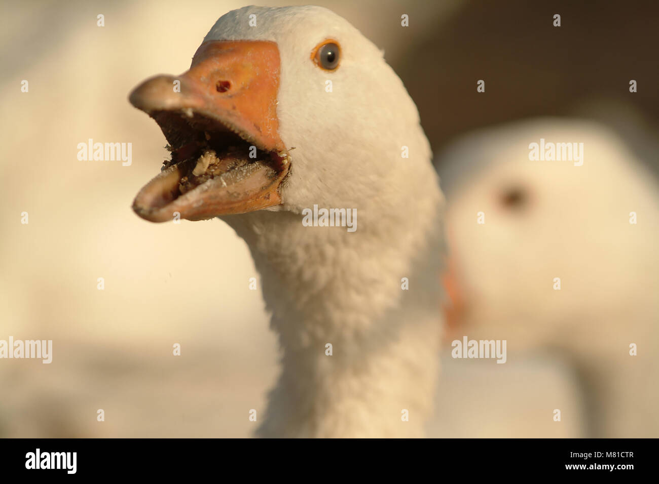 Pasture goose 12 Stock Photo - Alamy