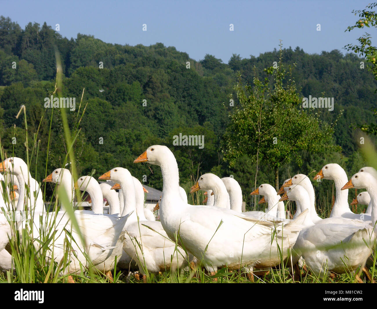 Pasture goose 13 Stock Photo - Alamy