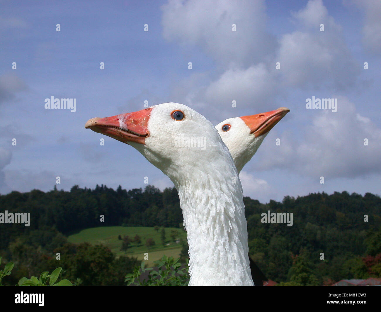 Pasture goose 14 Stock Photo - Alamy