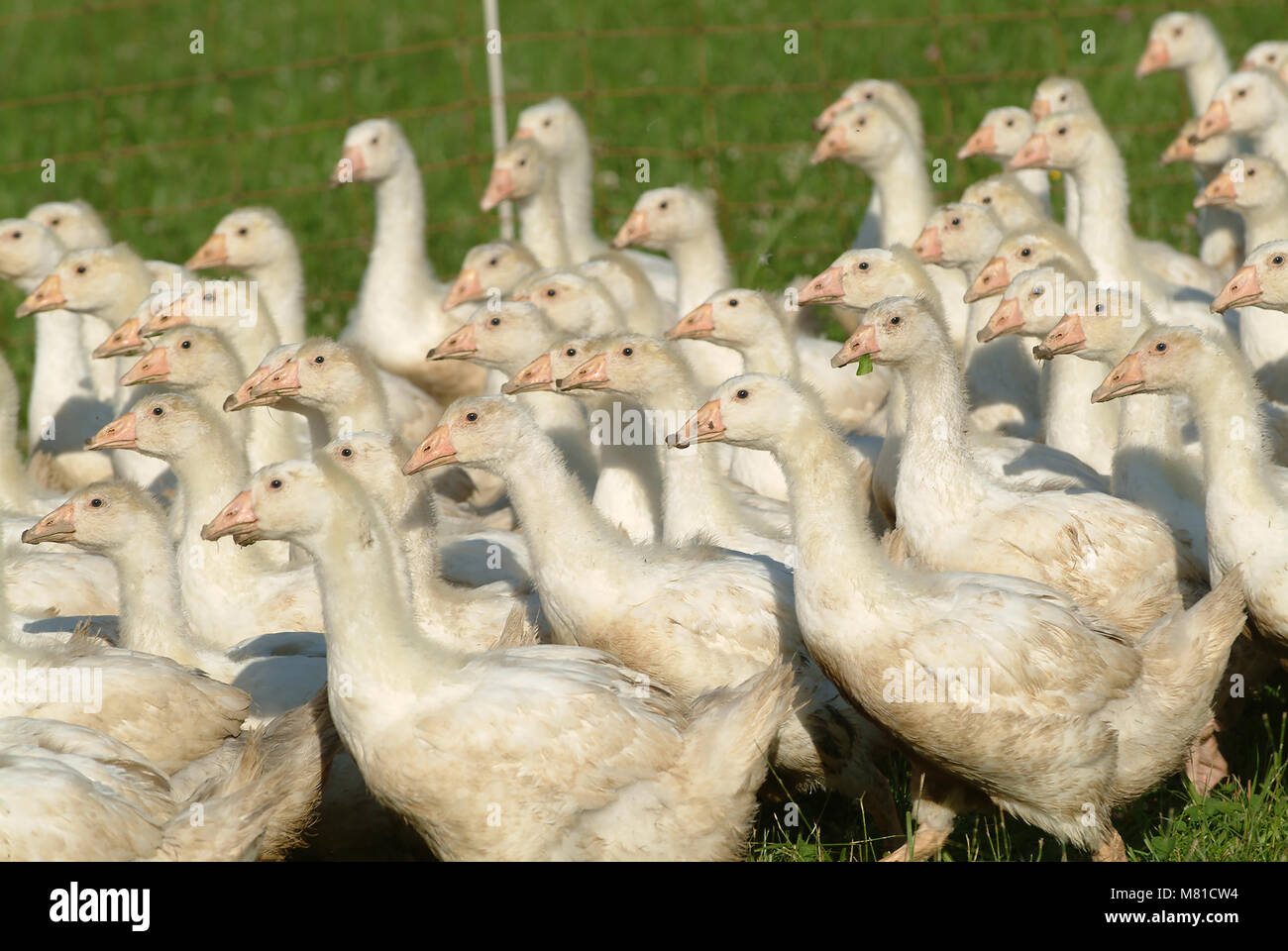 Pasture goose 16 Stock Photo - Alamy