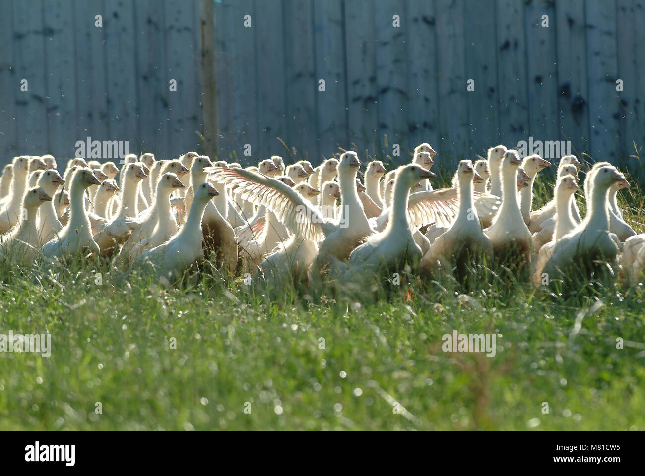 Pasture goose 17 Stock Photo - Alamy