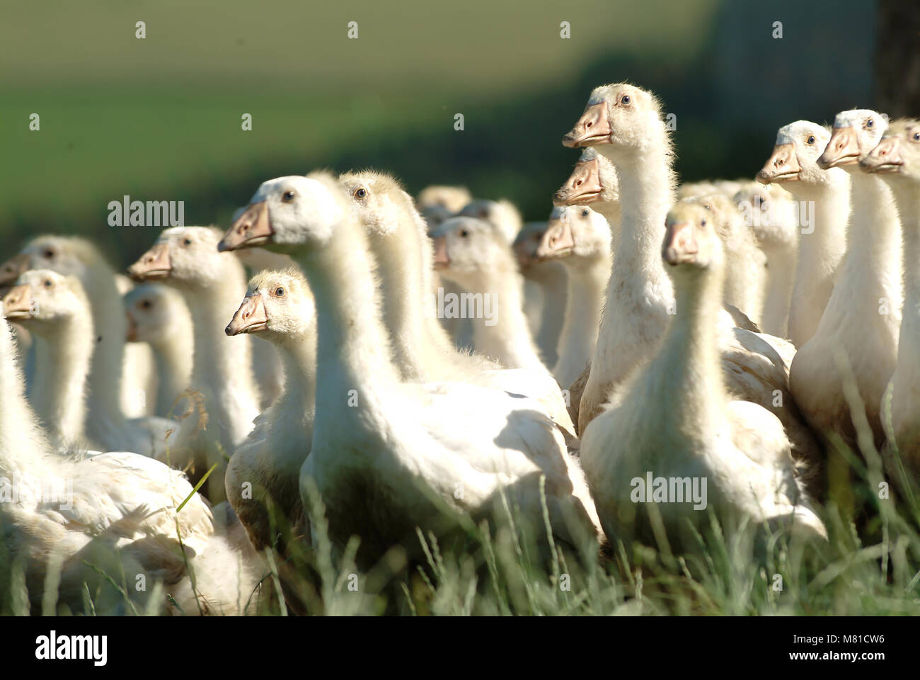 Pasture goose 18 Stock Photo - Alamy