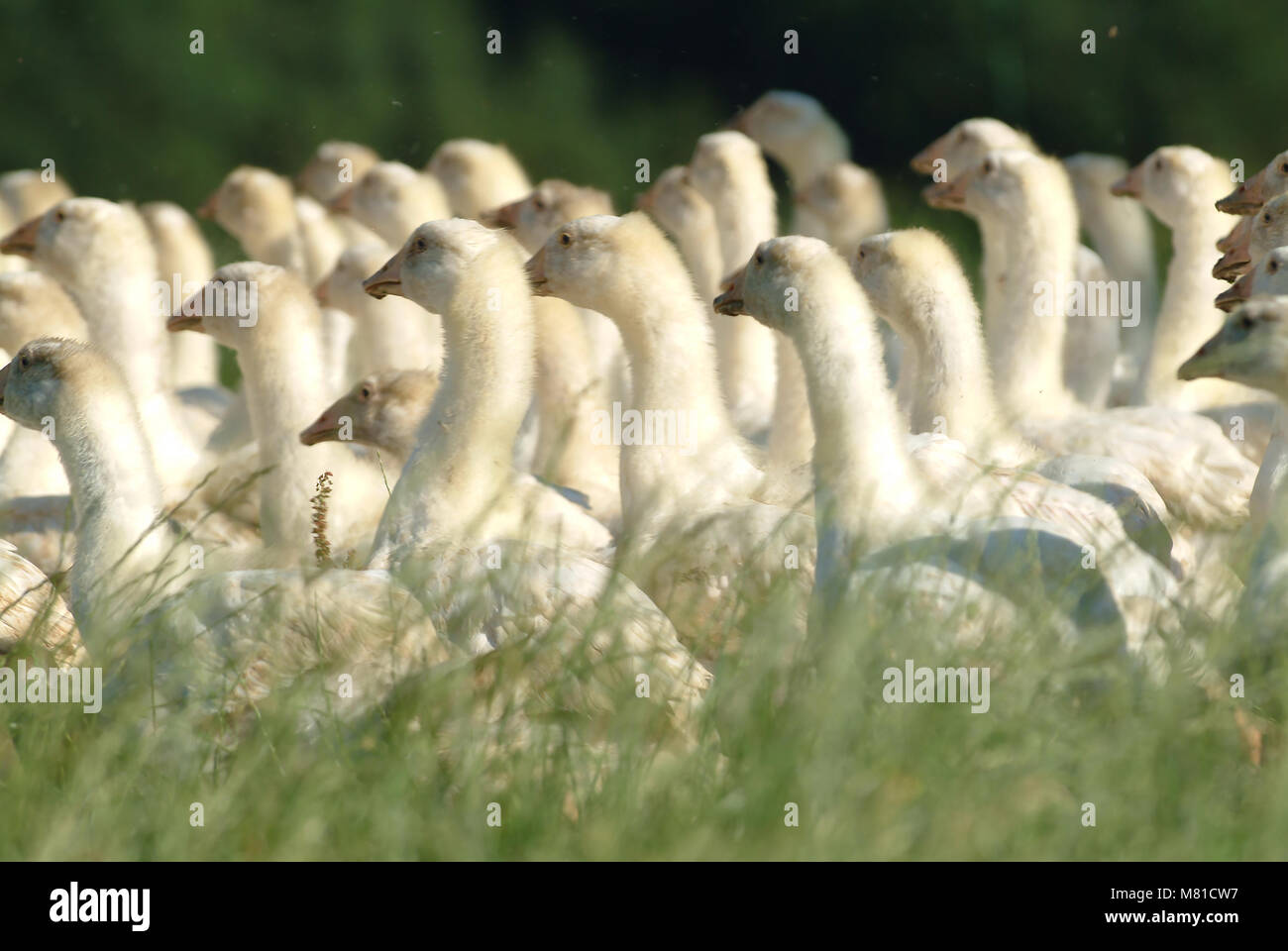 Pasture goose 19 Stock Photo - Alamy
