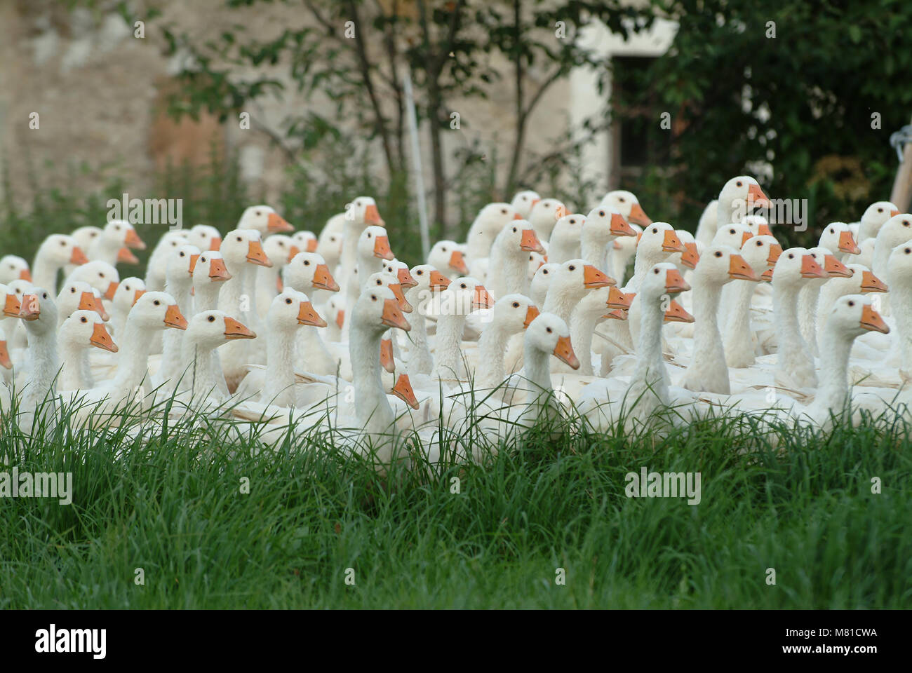 Pasture goose 22 Stock Photo - Alamy
