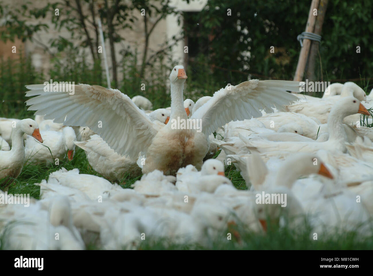 Pasture goose 23 Stock Photo - Alamy