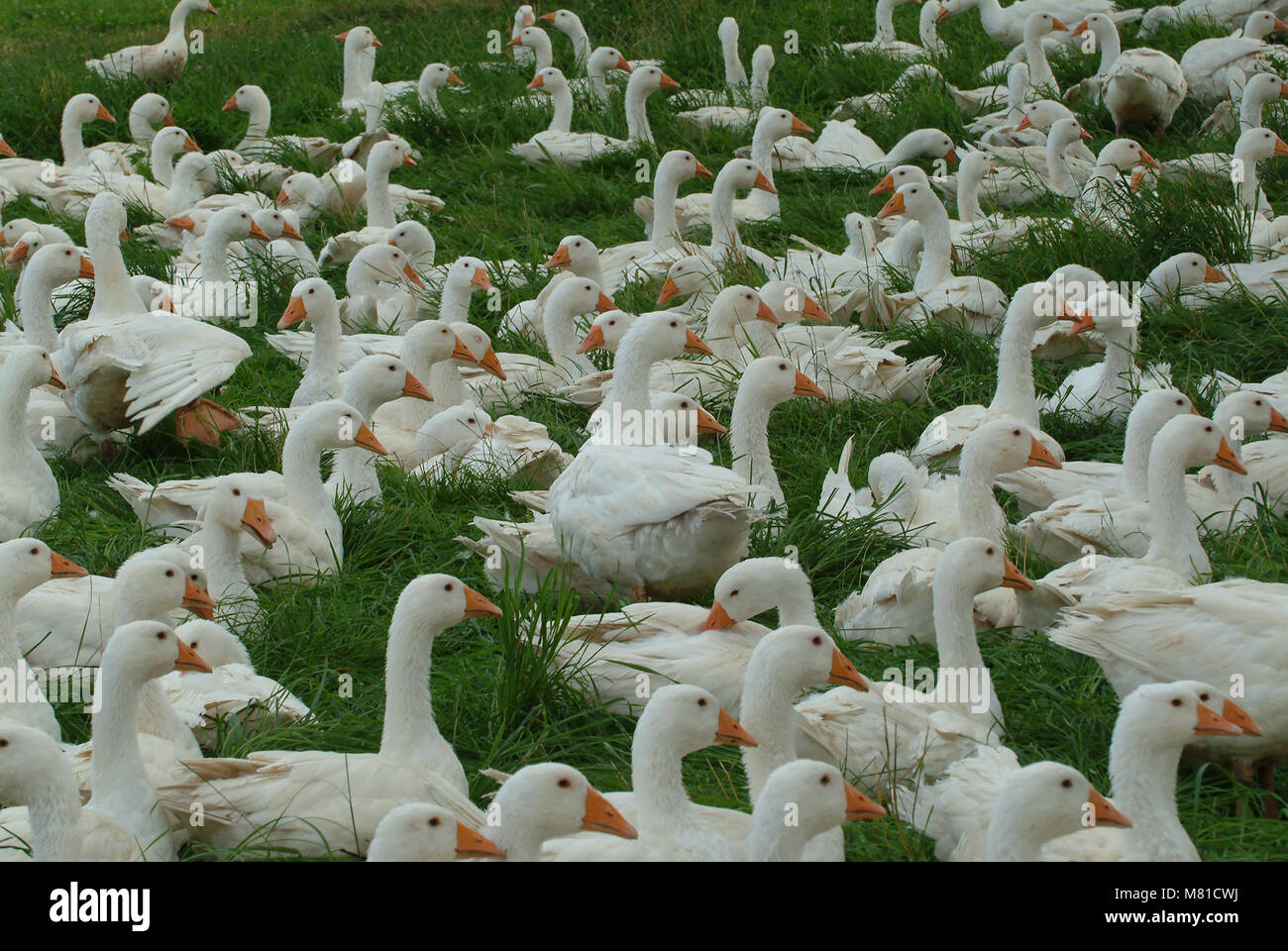 Pasture goose 27 Stock Photo - Alamy