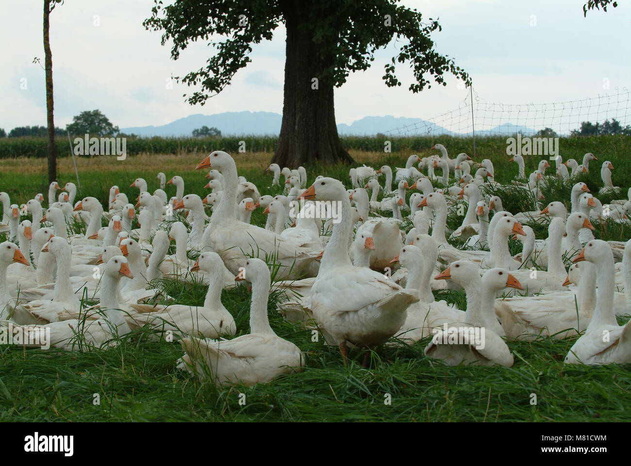Pasture goose 29 Stock Photo - Alamy