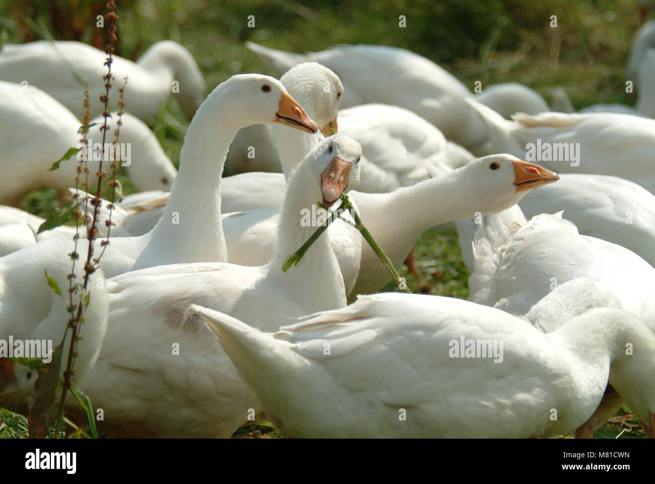 Pasture goose 3 Stock Photo - Alamy