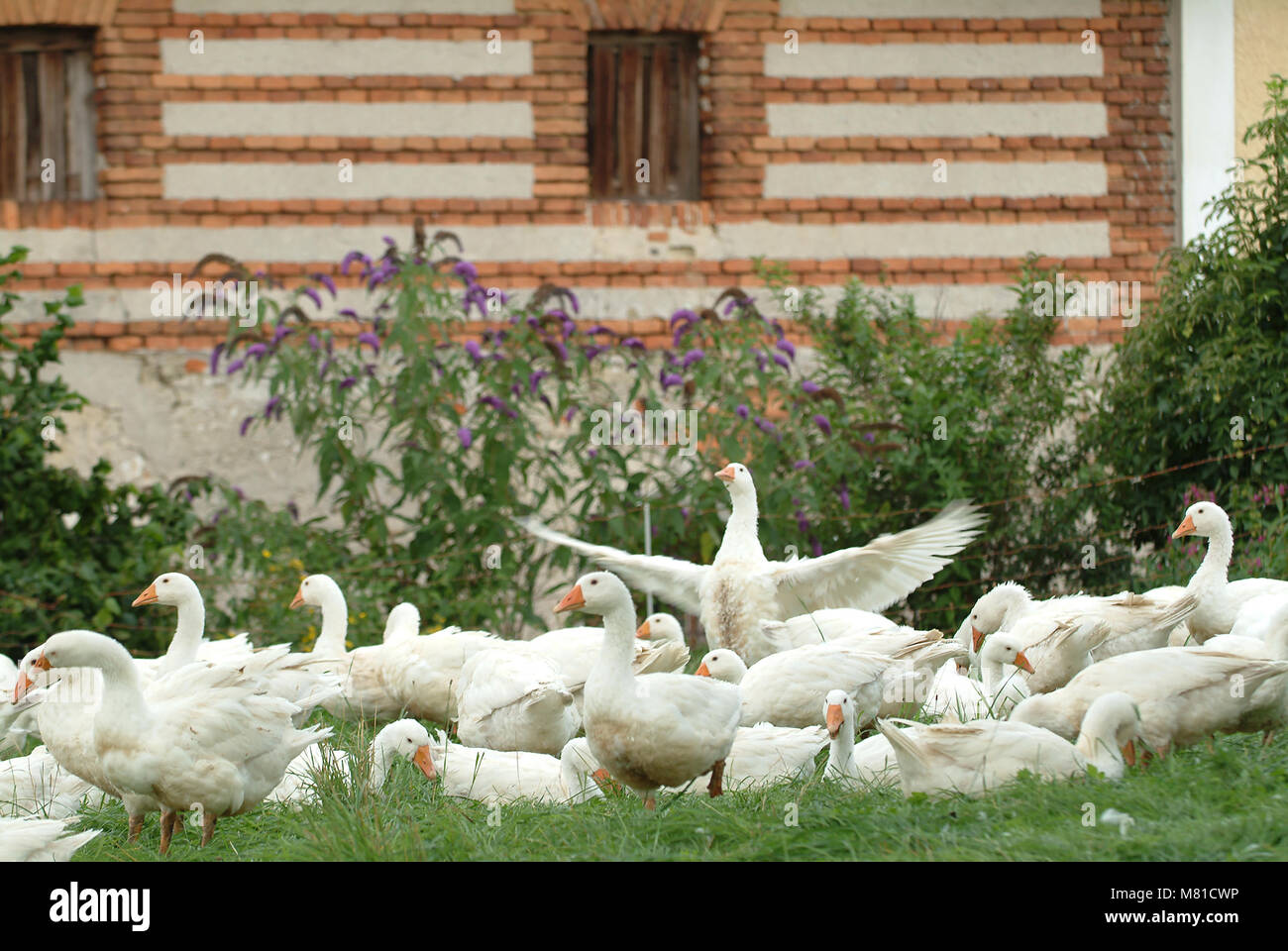 Pasture goose 30 Stock Photo - Alamy