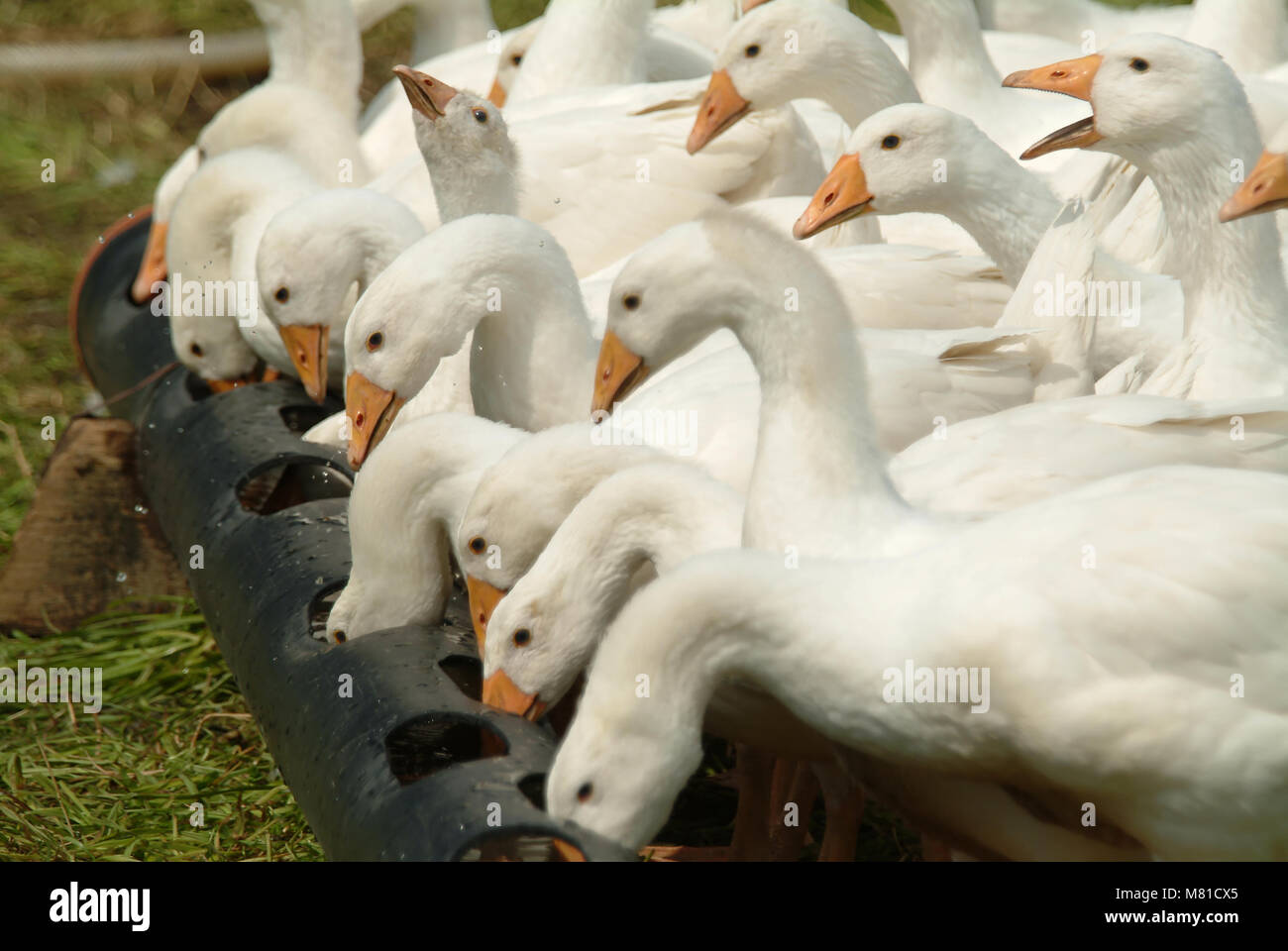 Pasture goose 34 Stock Photo - Alamy