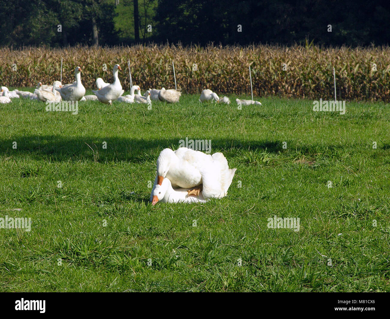 Pasture turnout hi-res stock photography and images - Alamy