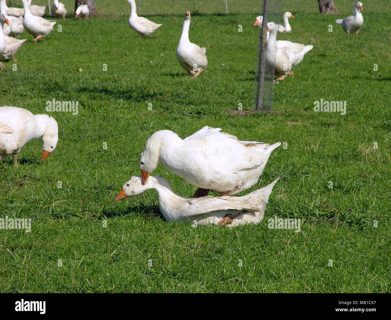 Pasture goose 36 Stock Photo - Alamy