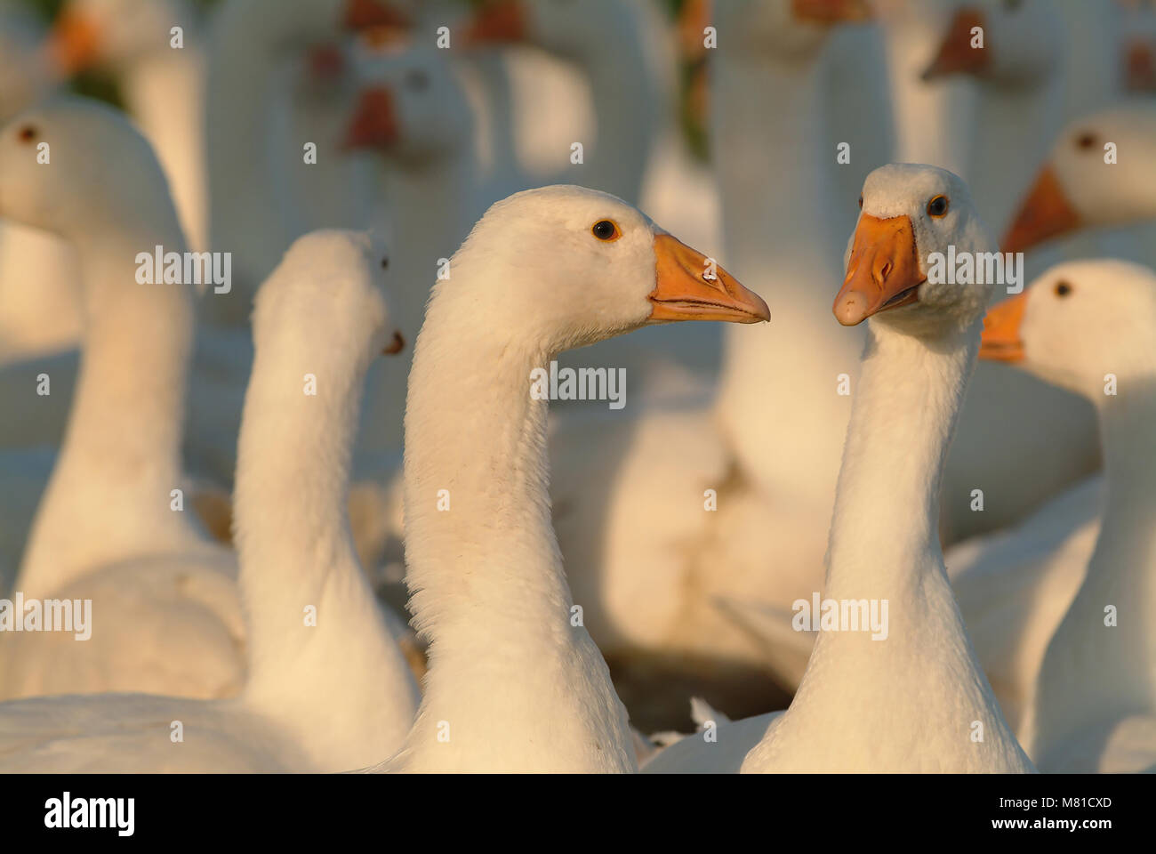 Pasture turnout hi-res stock photography and images - Alamy