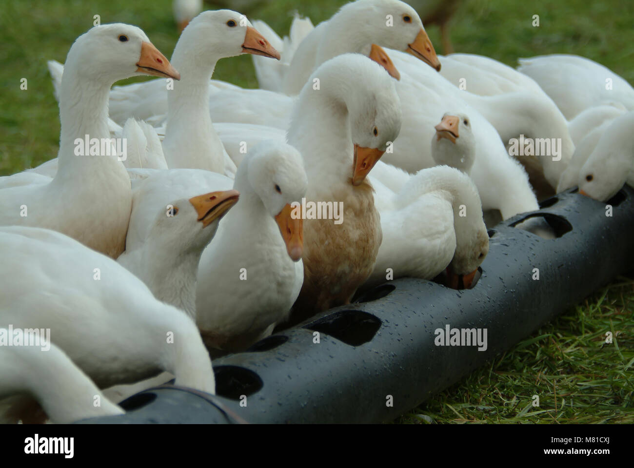 Pasture goose 4 Stock Photo - Alamy