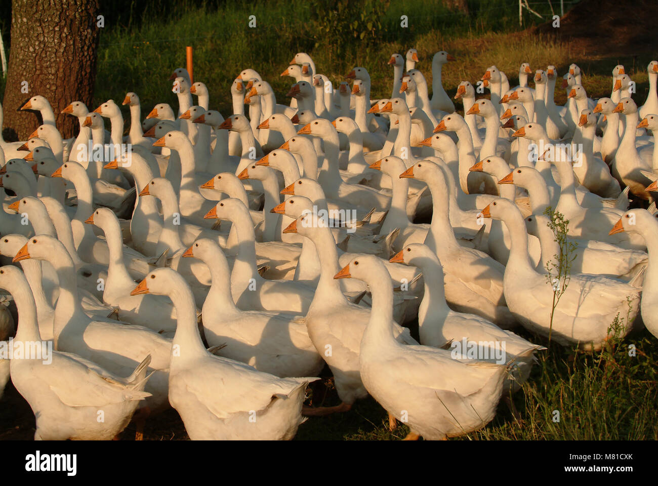 Pasture goose 40 Stock Photo - Alamy