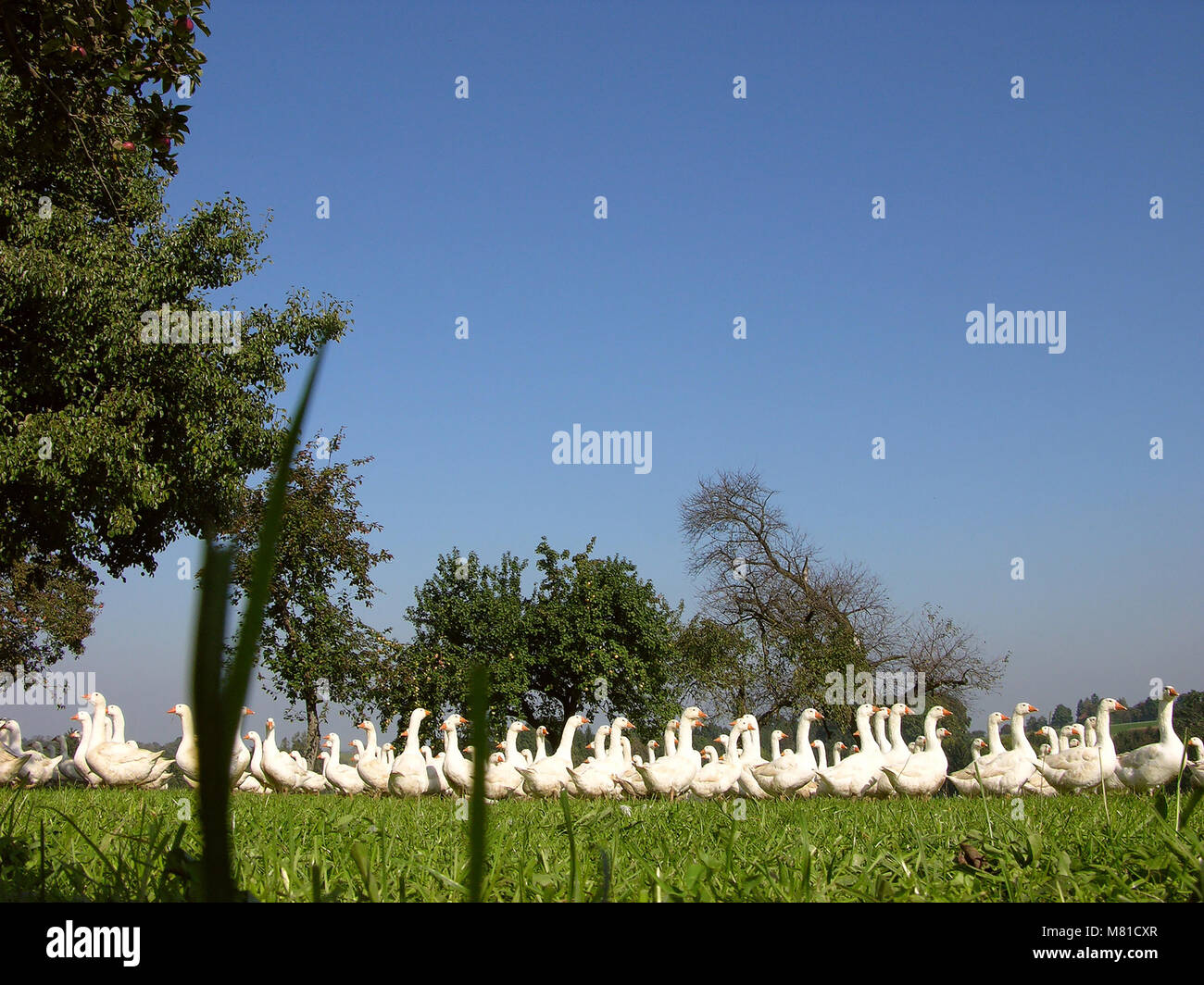 Pasture goose 44 Stock Photo - Alamy