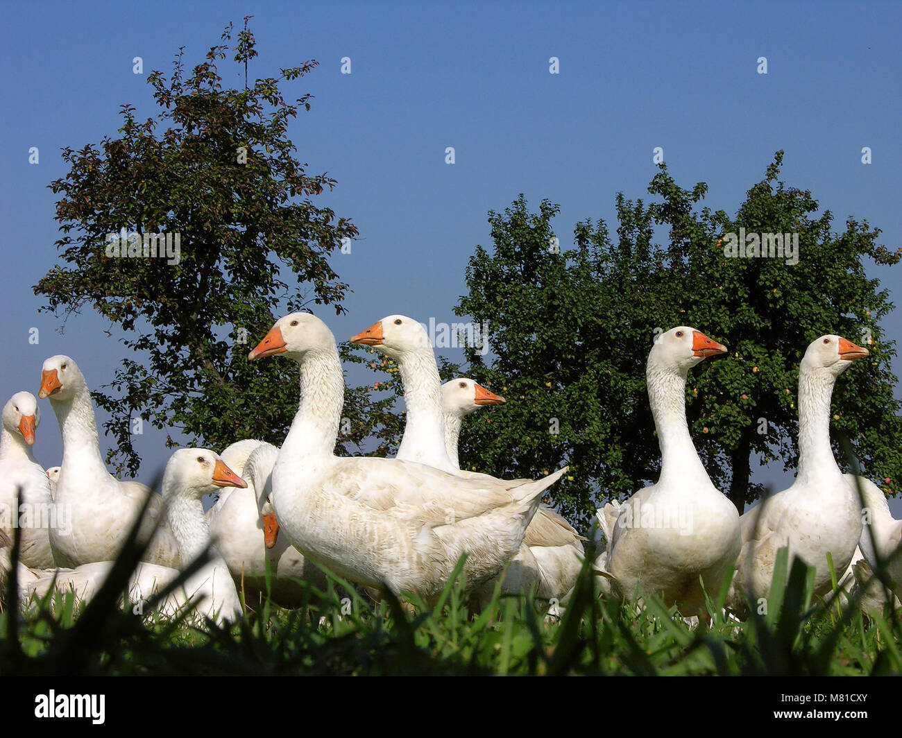 Pasture goose 45 Stock Photo - Alamy