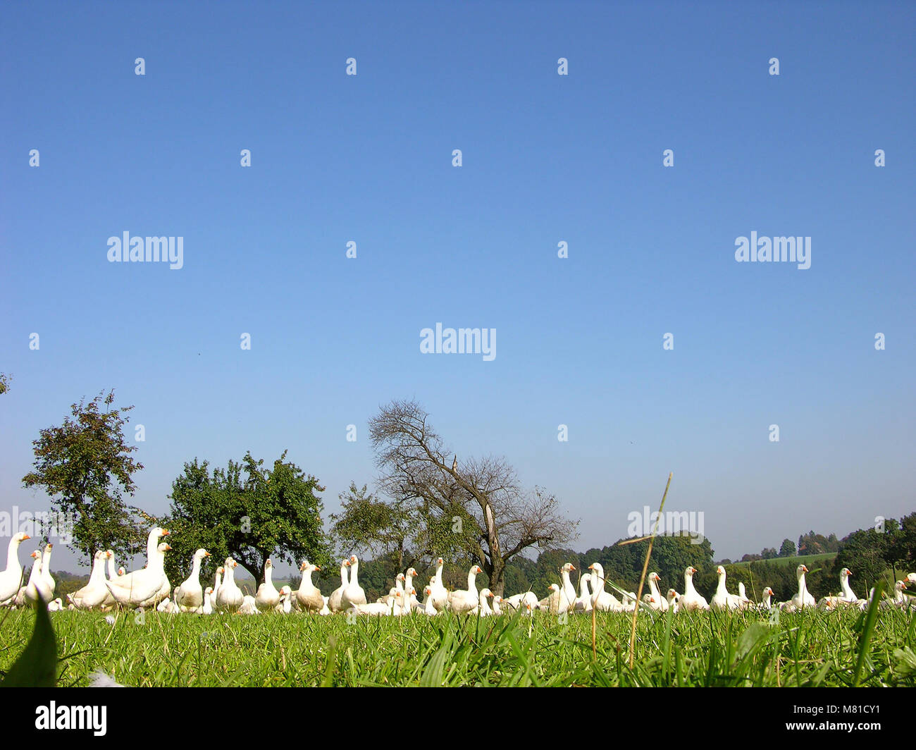 Pasture goose 47 Stock Photo - Alamy