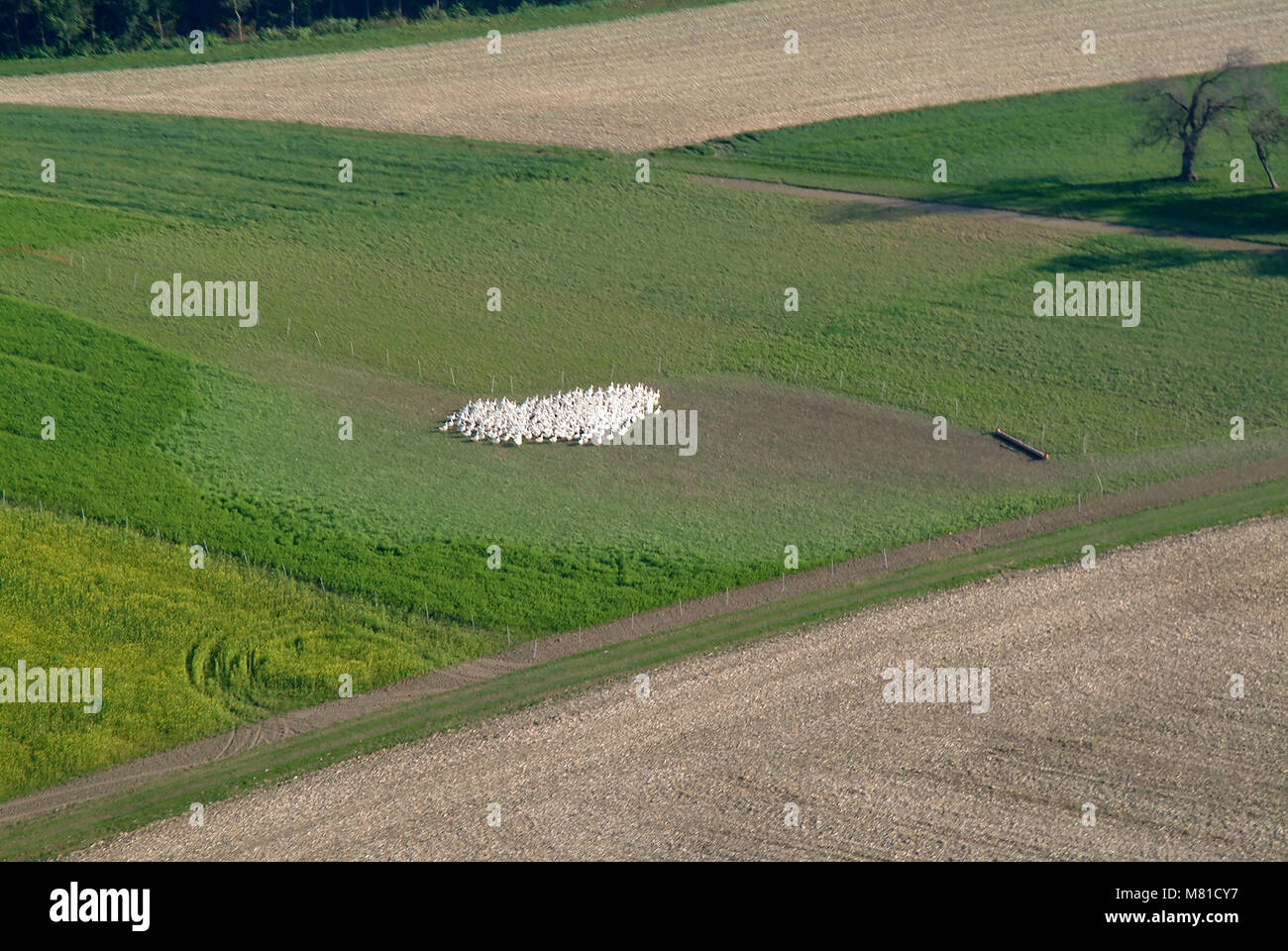 Pasture goose 49 Stock Photo - Alamy