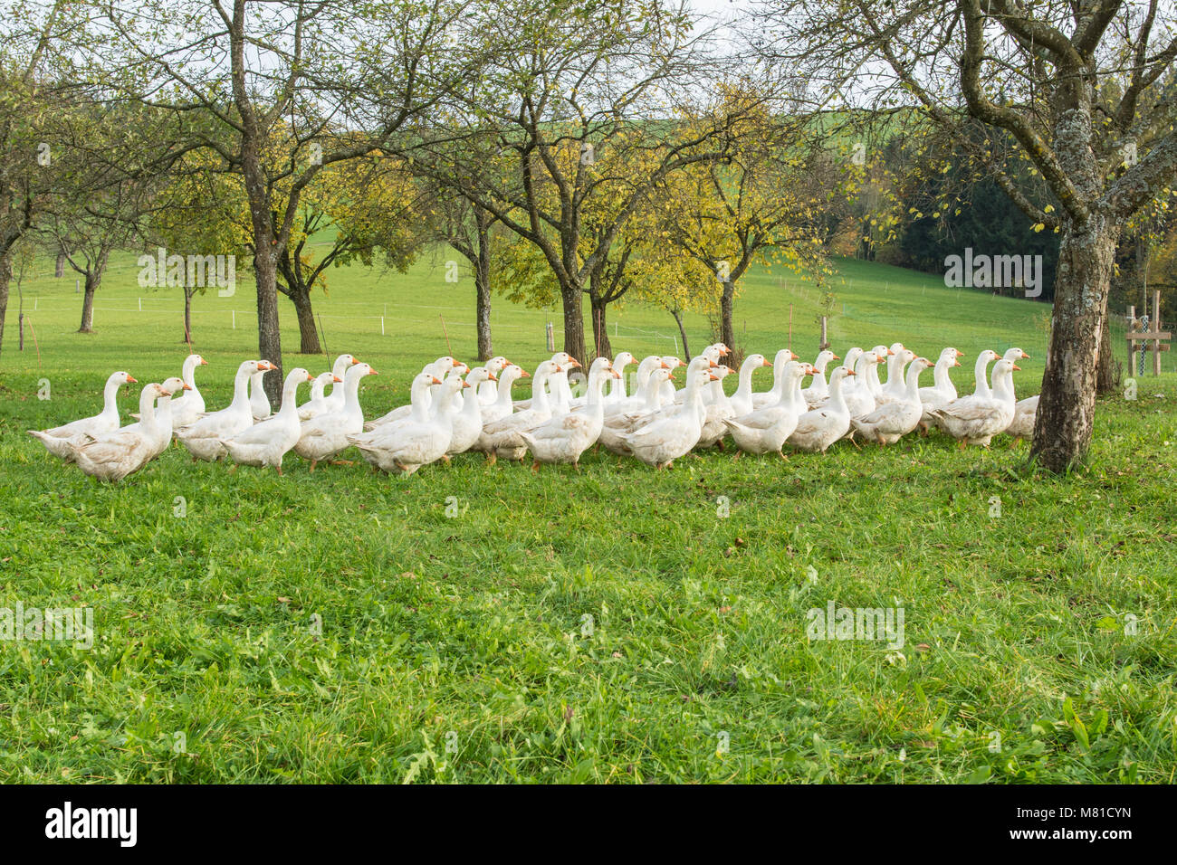 Pasture goose 58 Stock Photo - Alamy