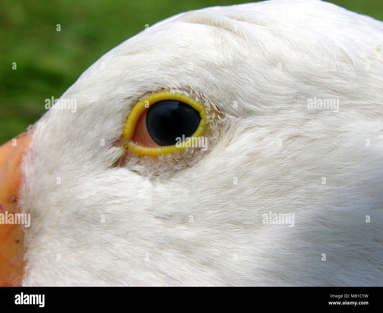 Pasture goose 8 Stock Photo - Alamy