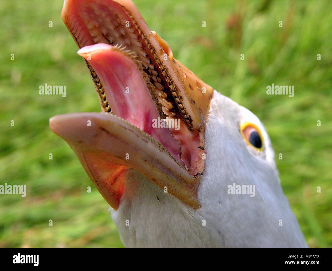 Pasture goose 9 Stock Photo - Alamy