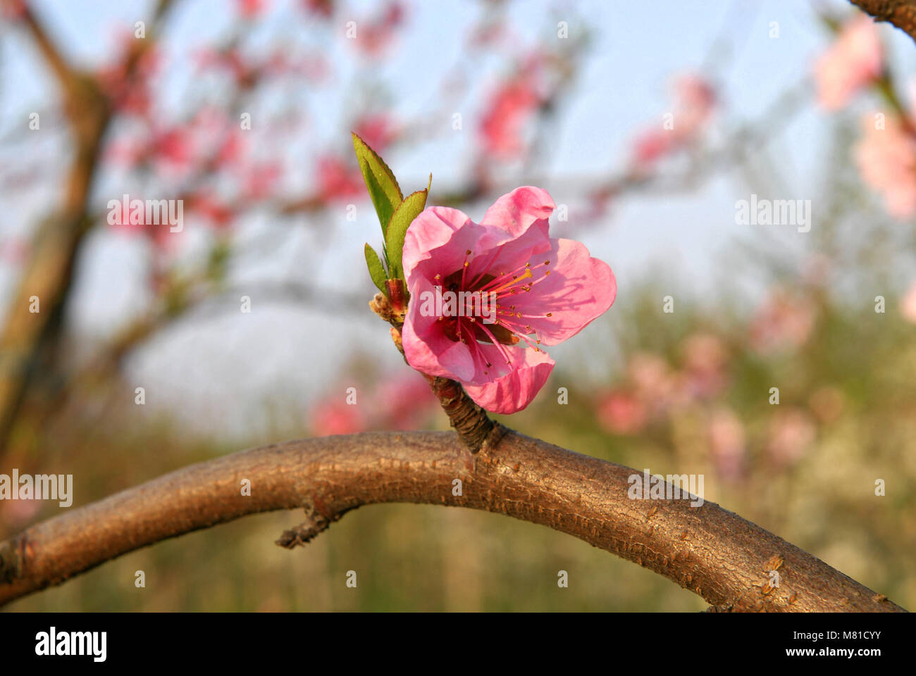 Peach Groves High Resolution Stock Photography and Images - Alamy