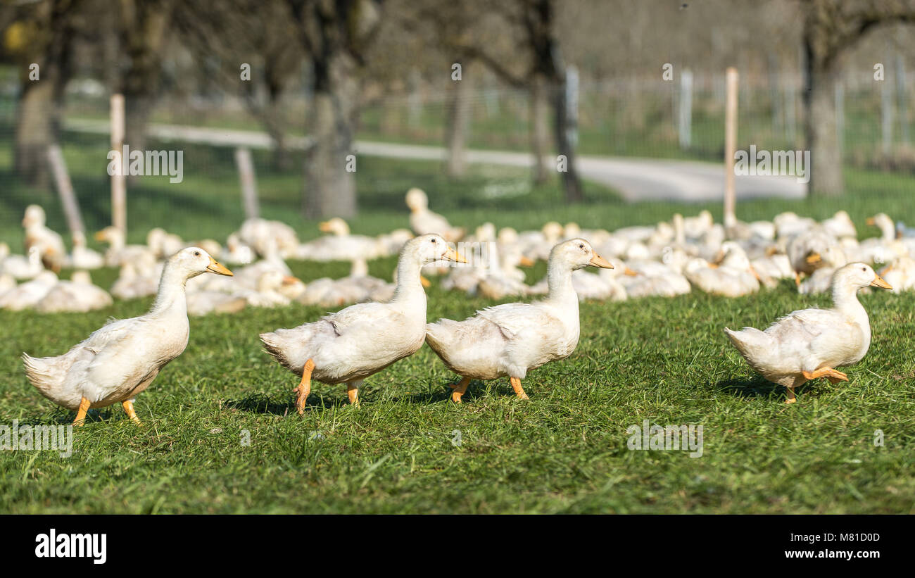 Pecking duck on pasture 14 Stock Photo - Alamy