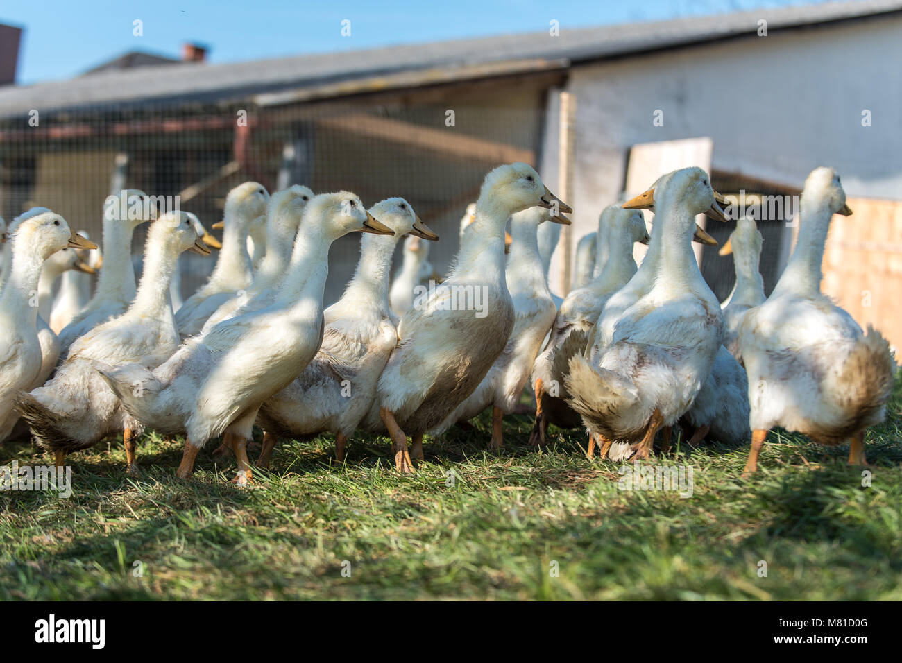 Pecking duck on pasture 17 Stock Photo - Alamy