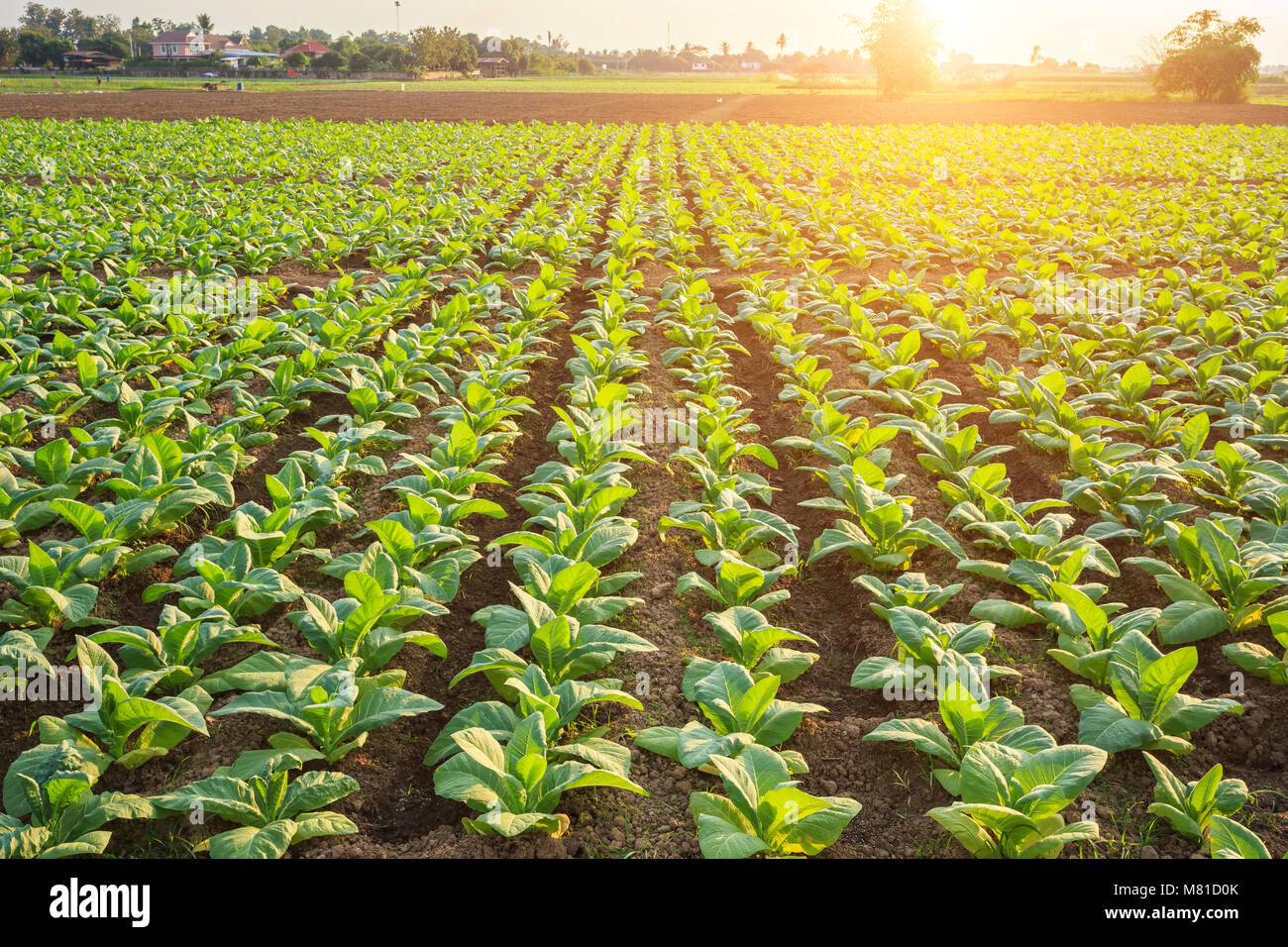 Colonial Tobacco Farmer