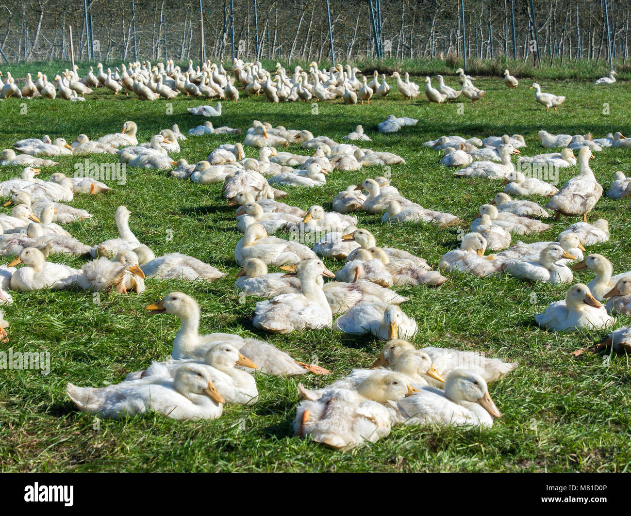 Pecking duck on pasture 20 Stock Photo - Alamy