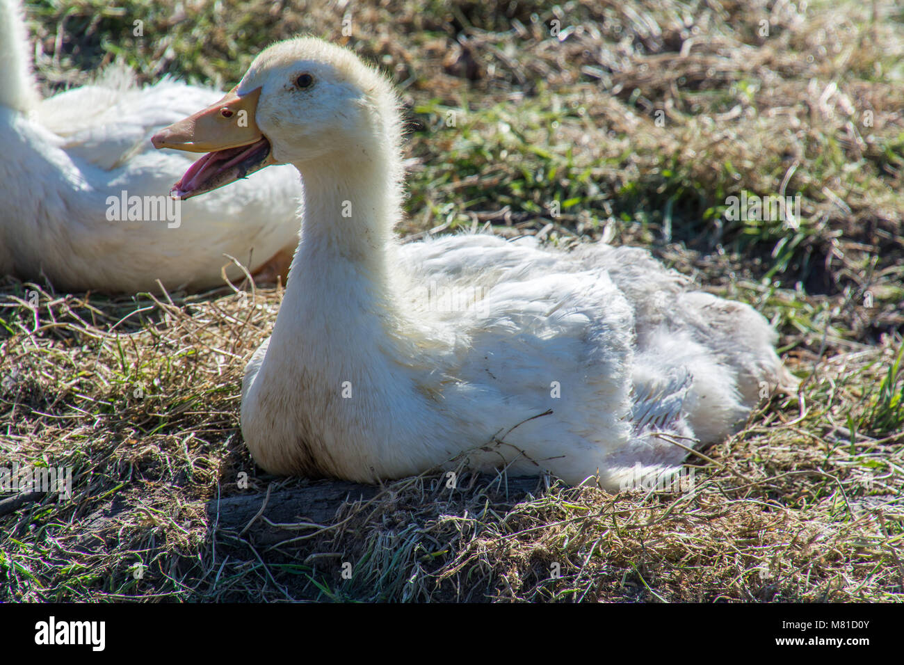 Pecking duck on pasture 2 Stock Photo - Alamy