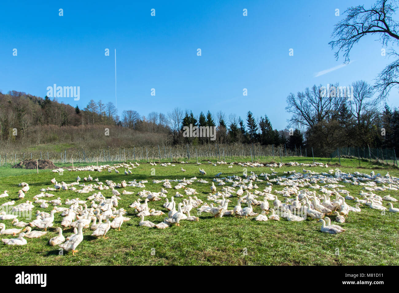 Pecking duck on pasture 22 Stock Photo - Alamy