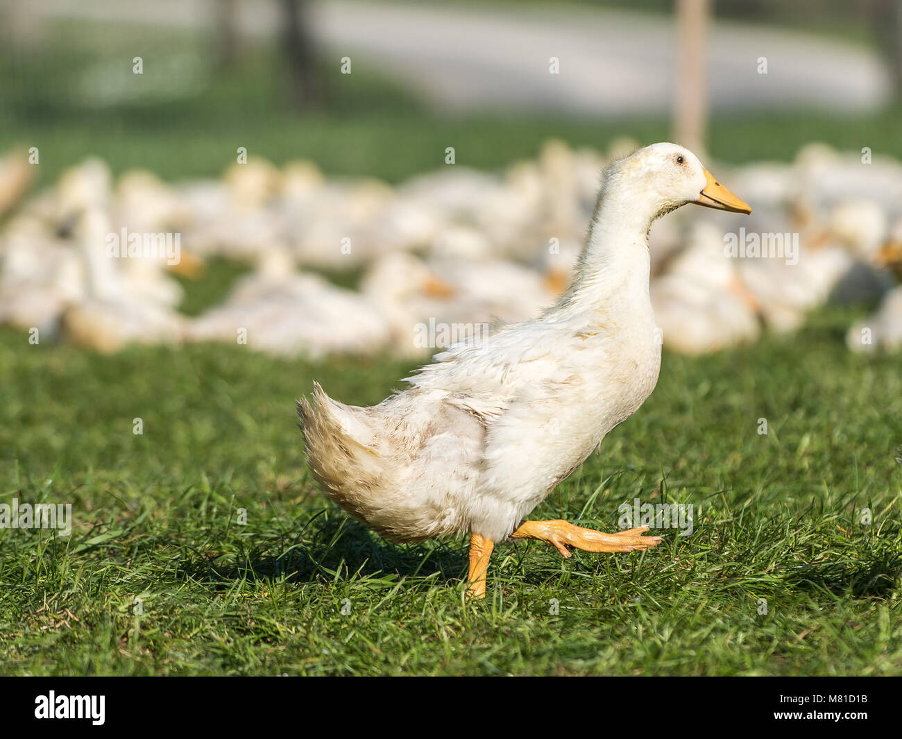 Pecking duck on pasture 4 Stock Photo - Alamy