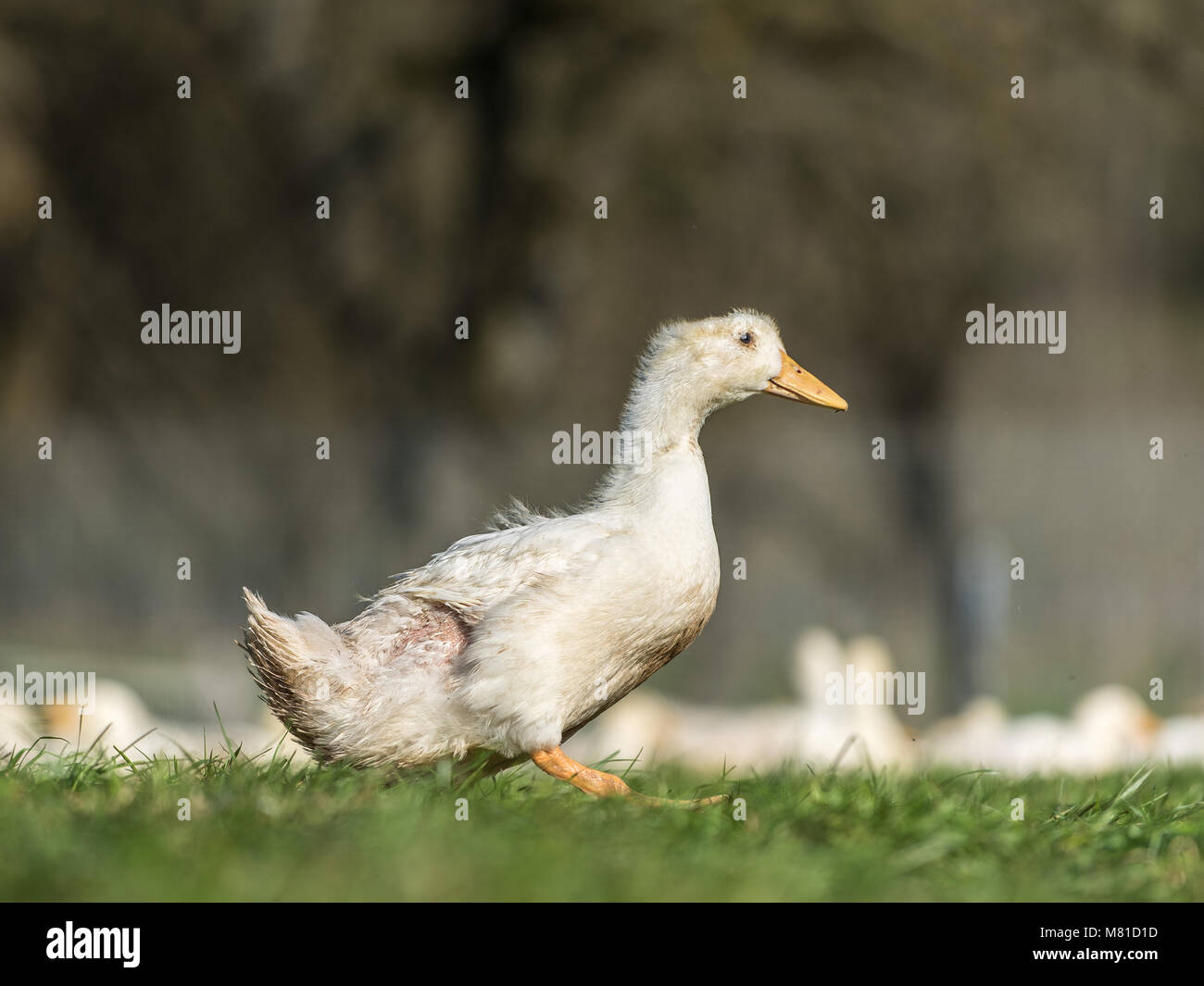 Pecking duck on pasture 5 Stock Photo - Alamy