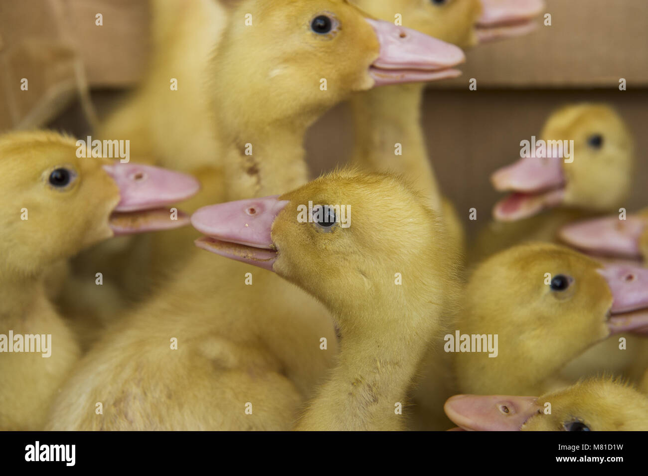 Peking duck chicks 11 Stock Photo - Alamy