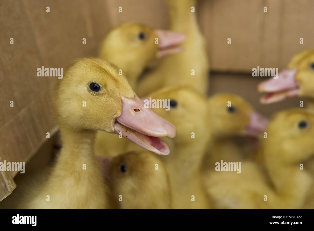Peking duck chicks 13 Stock Photo - Alamy