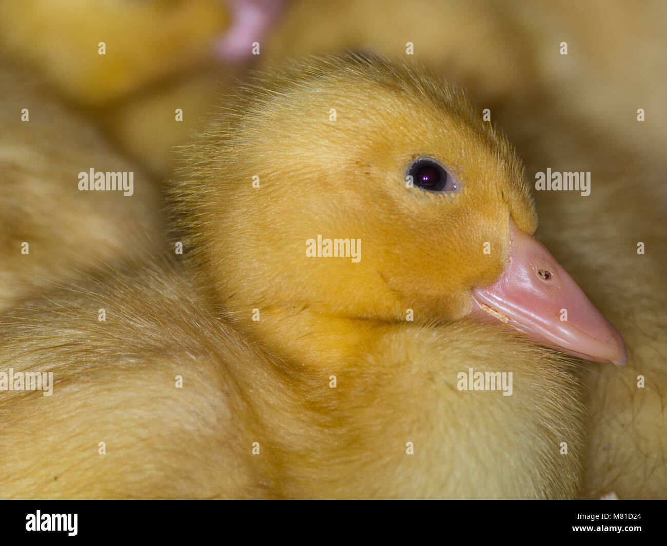 Peking duck chicks 14 Stock Photo - Alamy