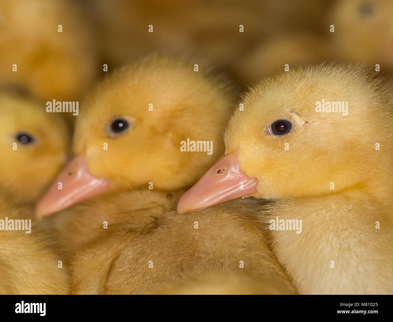 Peking duck chicks 15 Stock Photo - Alamy