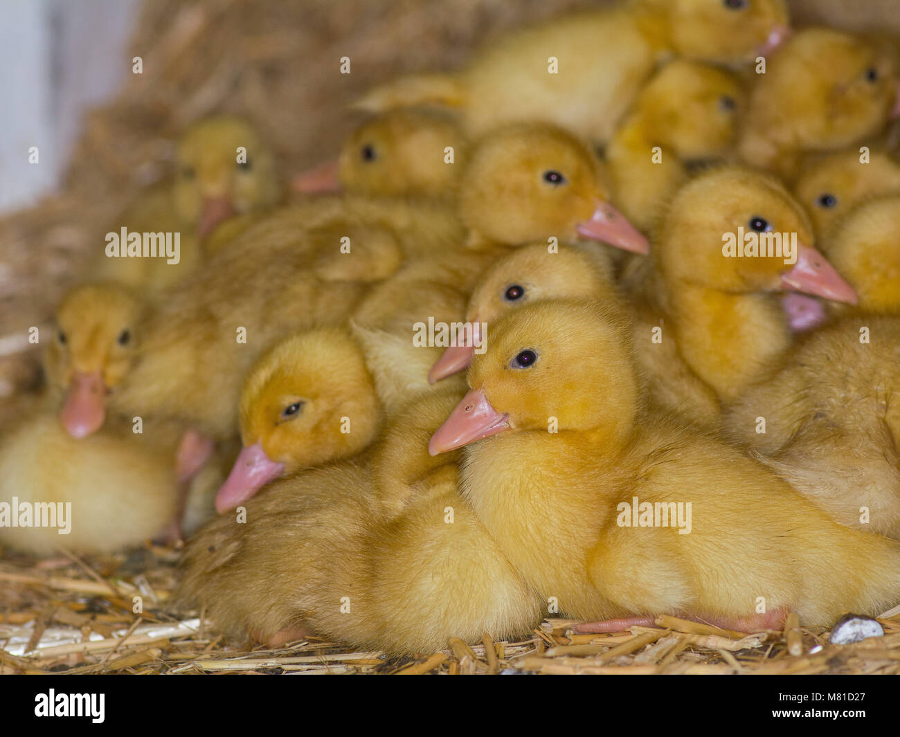 Peking duck chicks 16 Stock Photo - Alamy