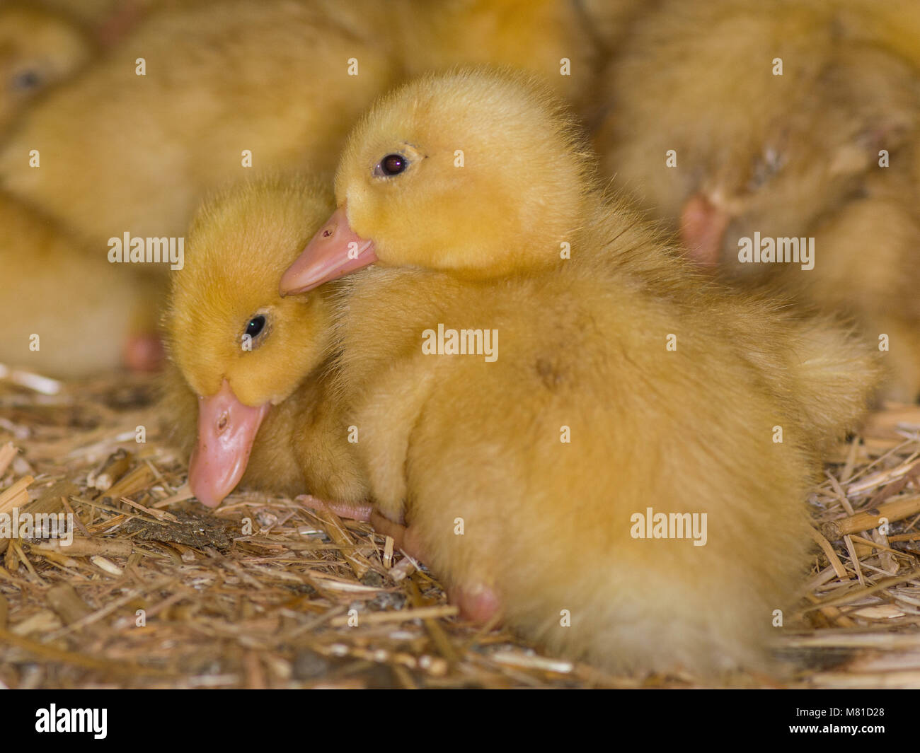 Peking duck chicks 17 Stock Photo - Alamy